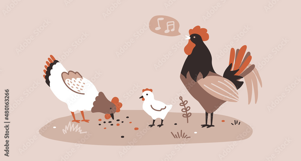 The hen and the chick peck at the grains and the rooster crows. Chicken ...
