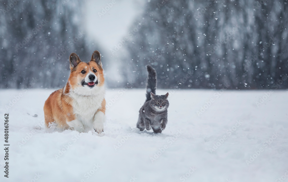 Funny Dog In Deep Snow