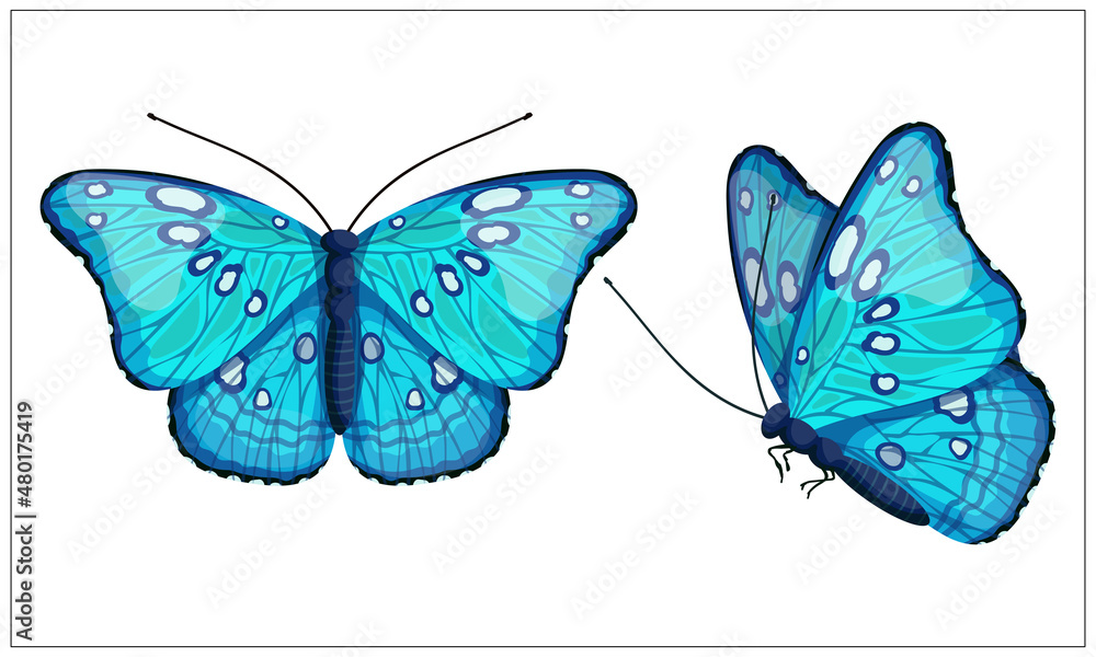 Blue Monarch Butterfly Drawing