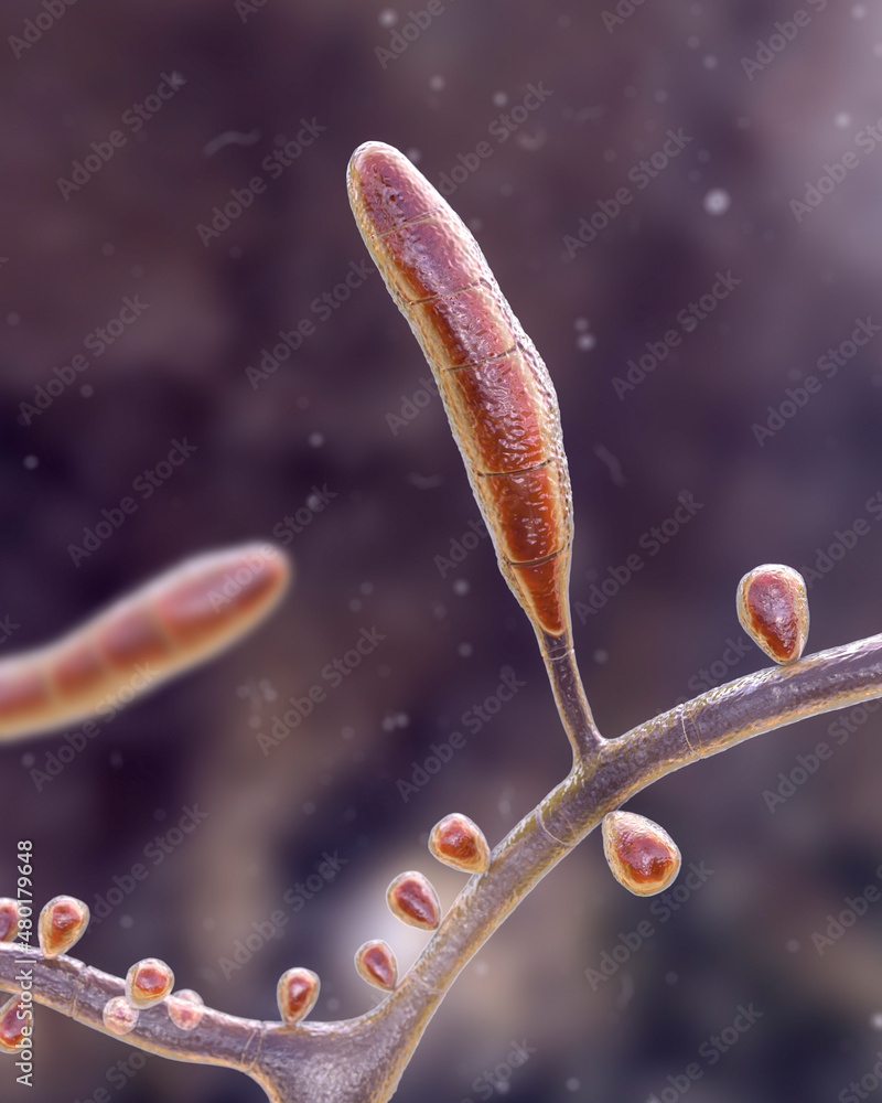 Fungus Trichophyton rubrum, 3D illustration Stock Illustration | Adobe ...