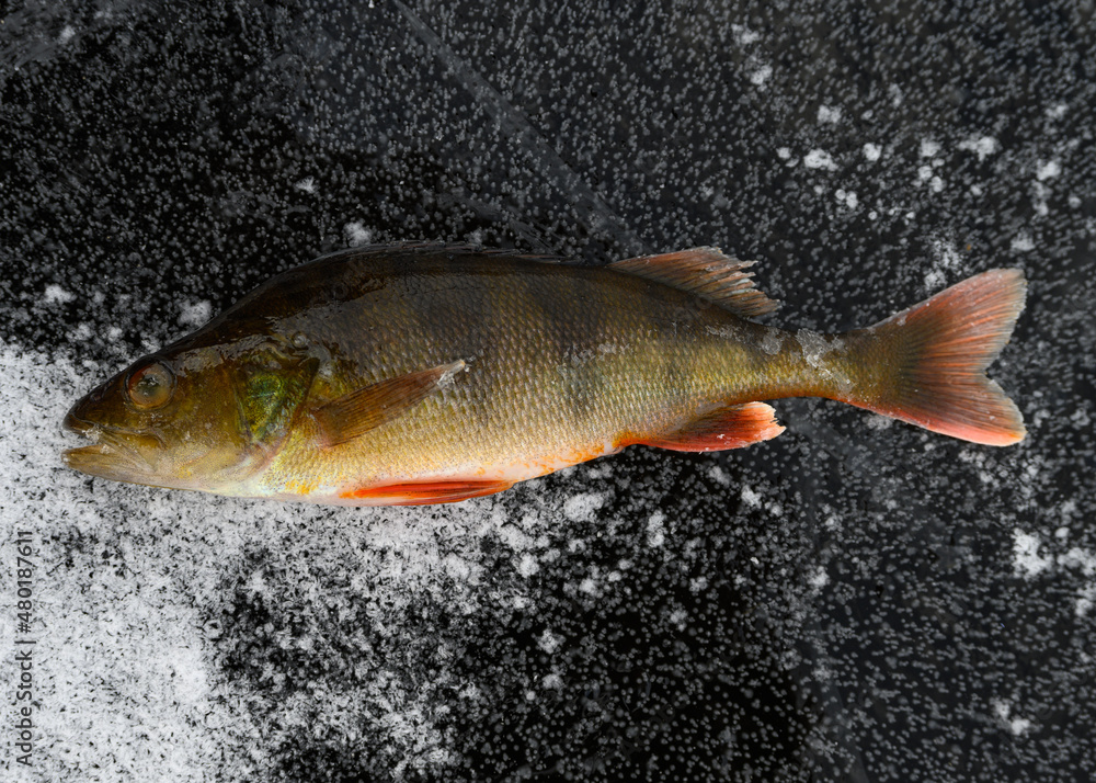 Foto de Perch Perca fluviatilis is a fish in the perch family Percidae ...