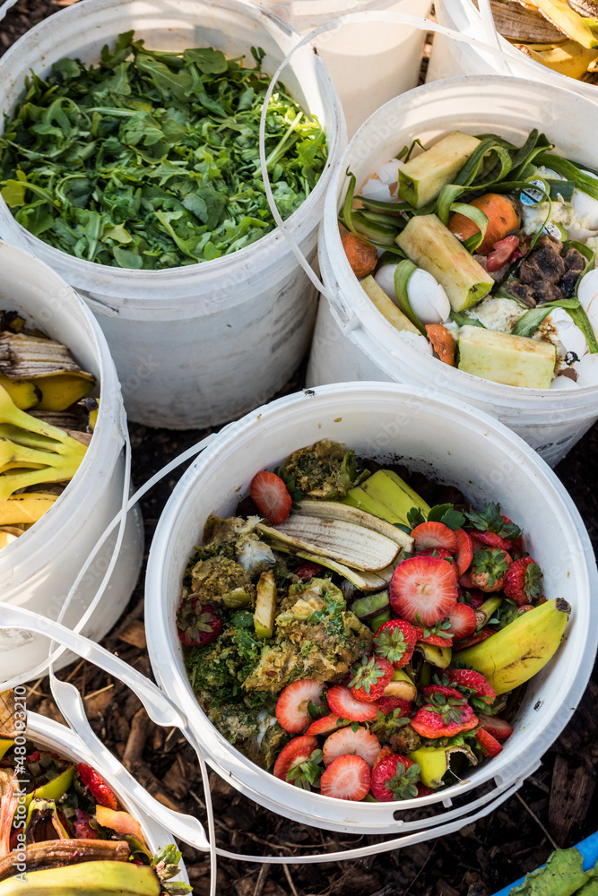 Food waste from local restaurants being repurposed as chicken feed for ...