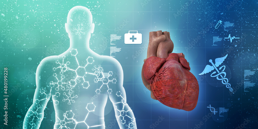 3d illustration Anatomy of Human Heart Stock Illustration | Adobe Stock