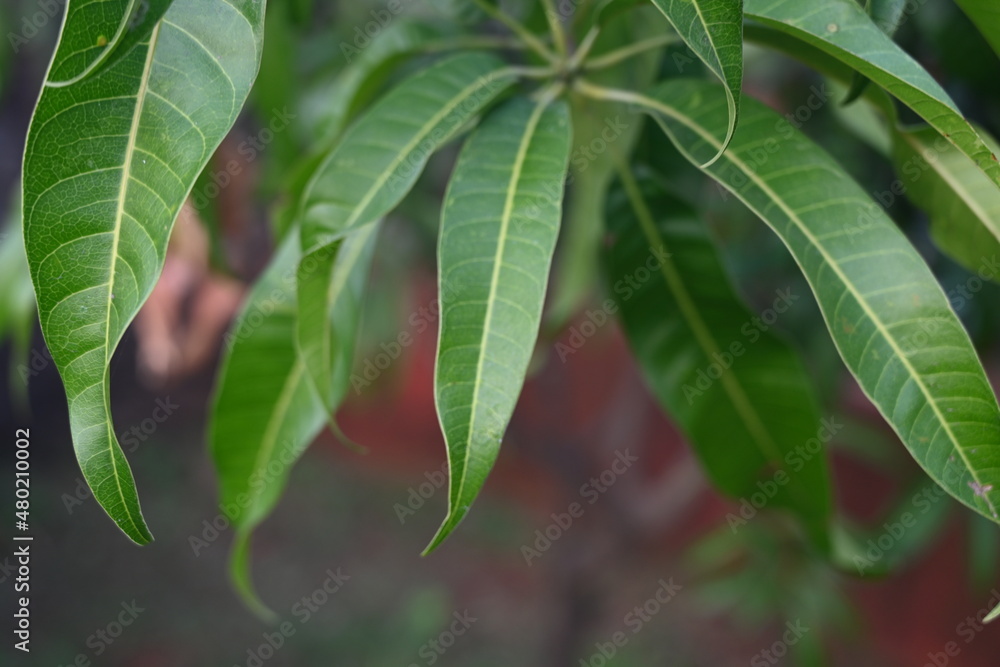 cluster of mango tree leaves Stock Photo | Adobe Stock