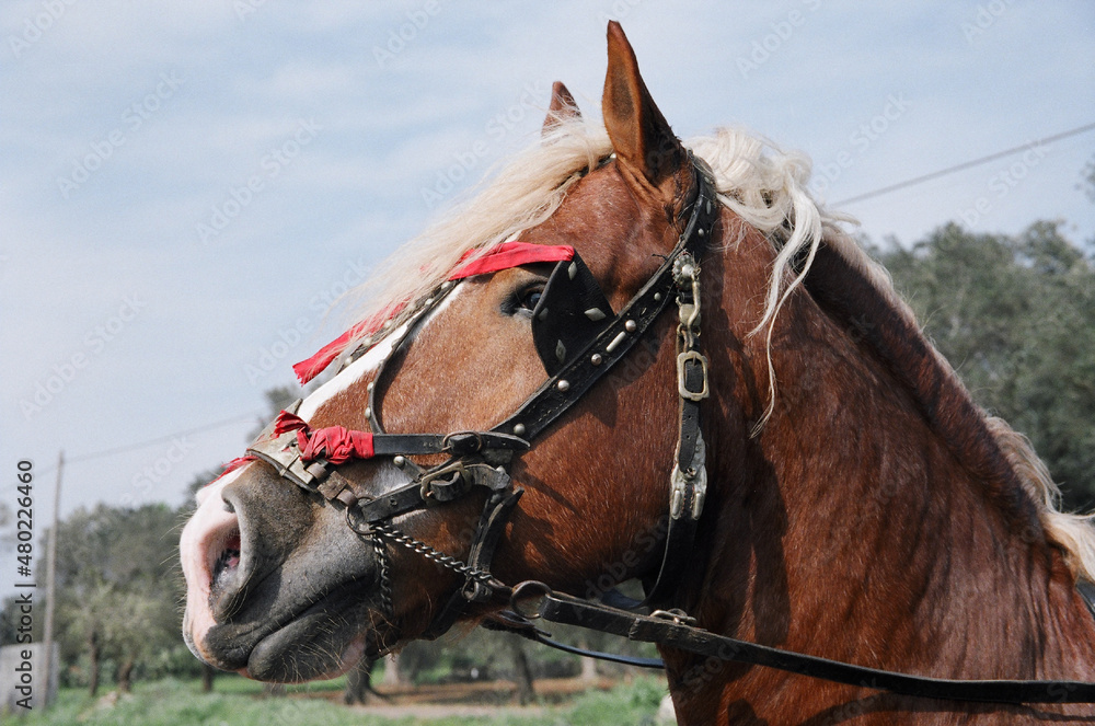 cavallo, animale, testa, marrone, ritratto, fattoria, stallone ...