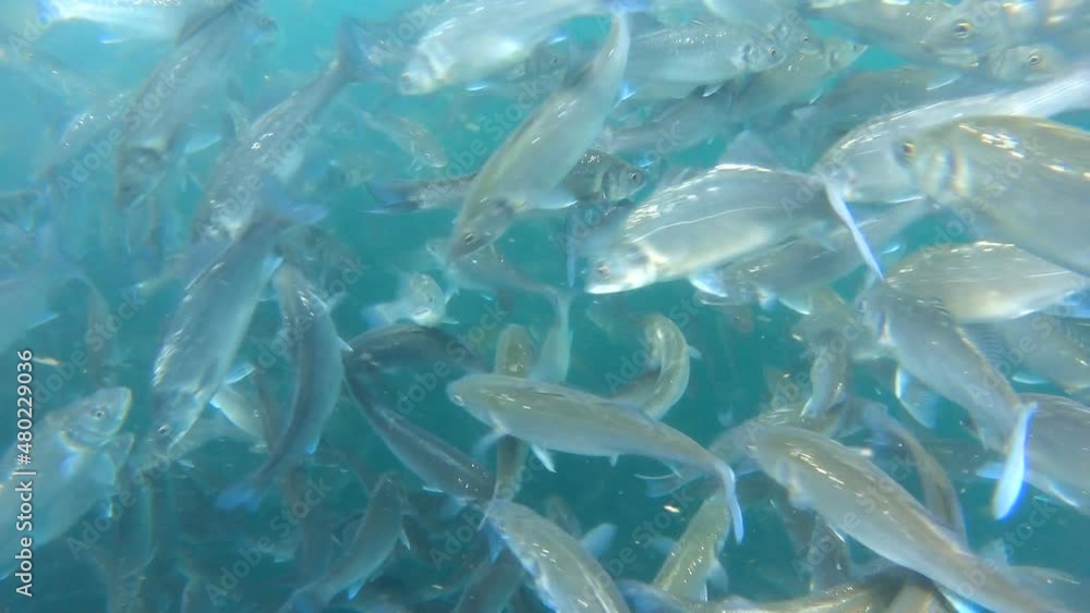 Under the sea images of fish from an industrial fish farm. saltwater ...