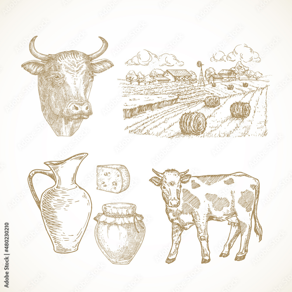 Cow Farm Products and Objects. Cattle, Milk, Cottage Cheese and Rustic ...