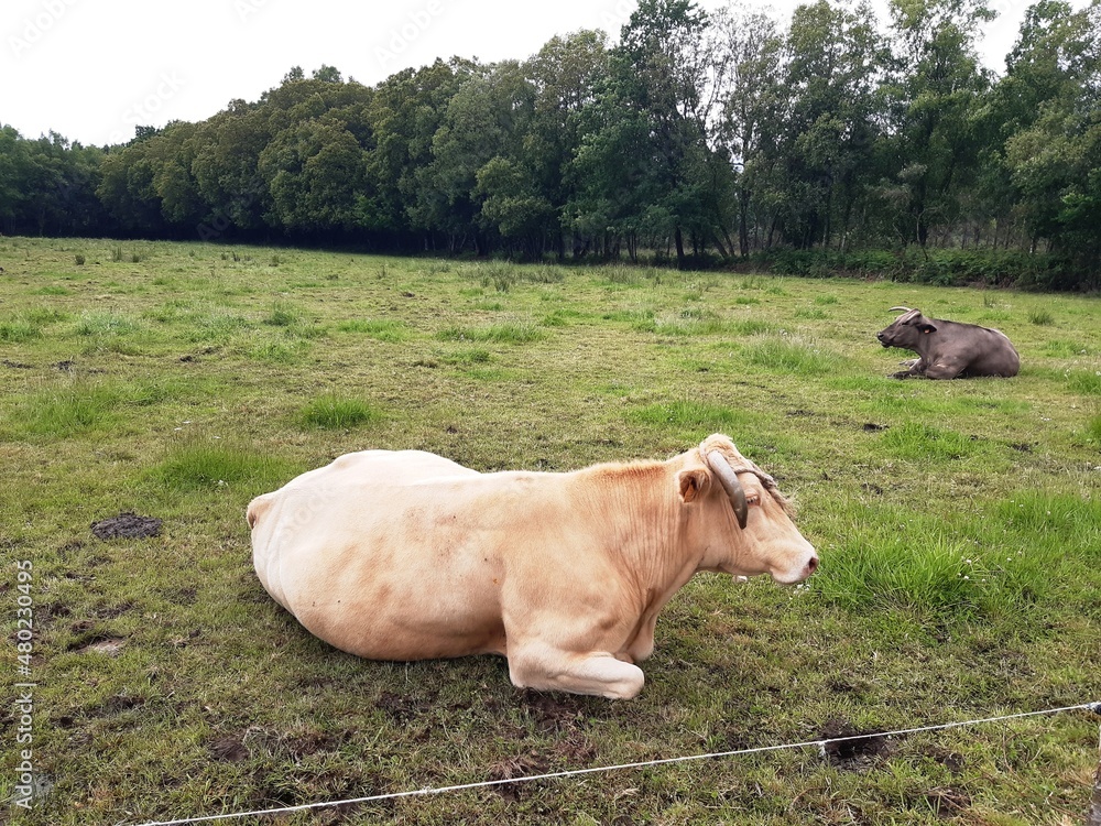 Vacas tumbadas en un prado en Galicia Stock Photo | Adobe Stock