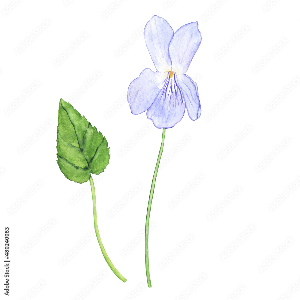 Wood violet flower with leaf isolated on white background. Watercolor ...