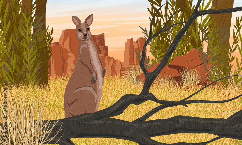 Australian big red kangaroo in tall dry grass. Grass and red rocks ...