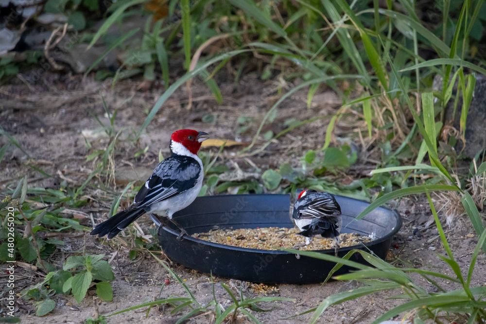 Dominican Paroaria - Red-cowled Cardinal feeding on seeds. Also known ...