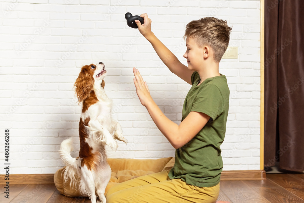 Kid with dog indoor. Teen boy is training her puppy at home. Happy boy ...