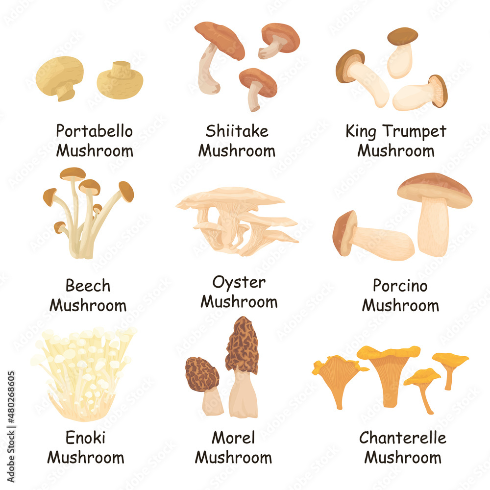 illustration set of edible mushrooms with names isolated on white ...