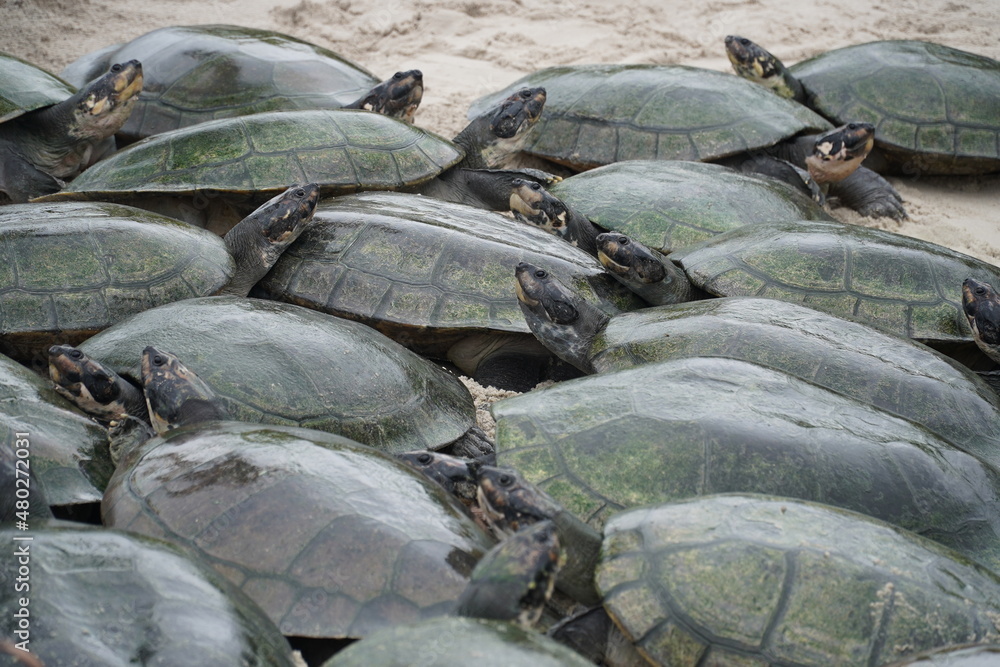 Arrau turtles (podocnemis expansa), giant Amazon river tortoise, the ...