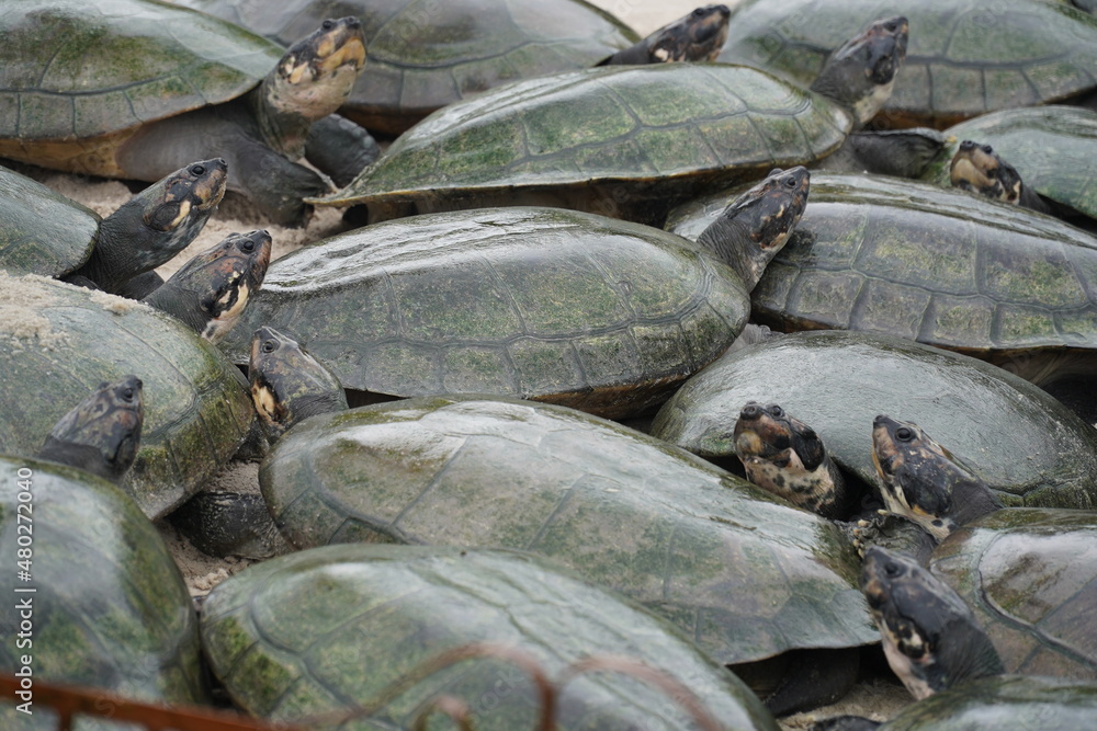 Arrau turtles (podocnemis expansa), giant Amazon river tortoise, the ...
