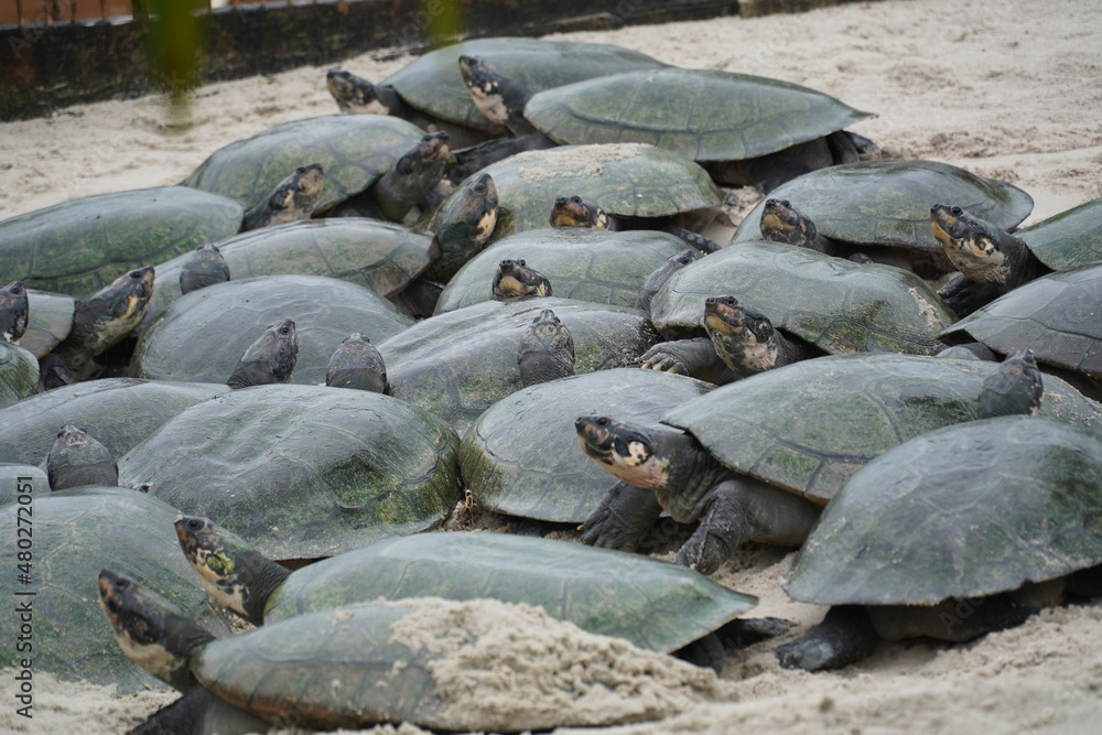 Arrau turtles (podocnemis expansa), giant Amazon river tortoise, the ...