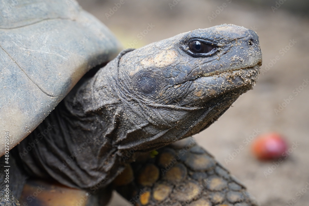 Foto Stock Close up of he head of a Jabuti Piranga south american ...
