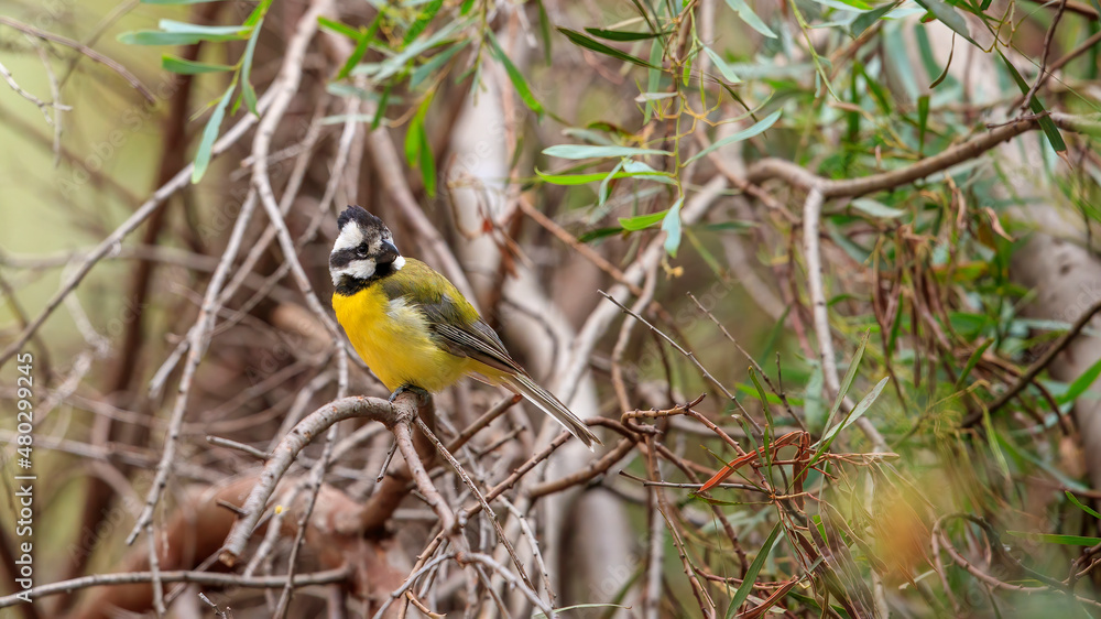 The Crested Shrike-tit (Falcunculus frontatus) is a medium-small bird ...