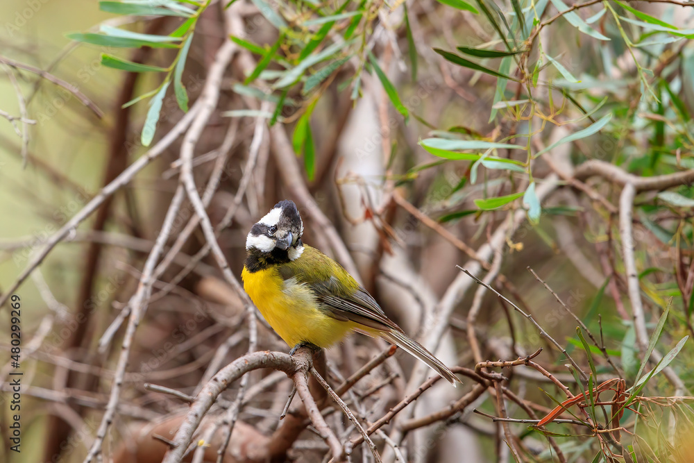 The Crested Shrike-tit (Falcunculus frontatus) is a medium-small bird ...