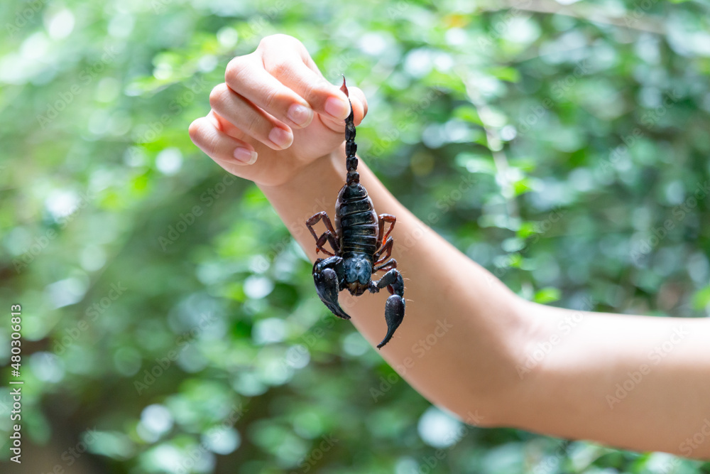 selective focus A large black scorpion in teenage boy's hand holding ...