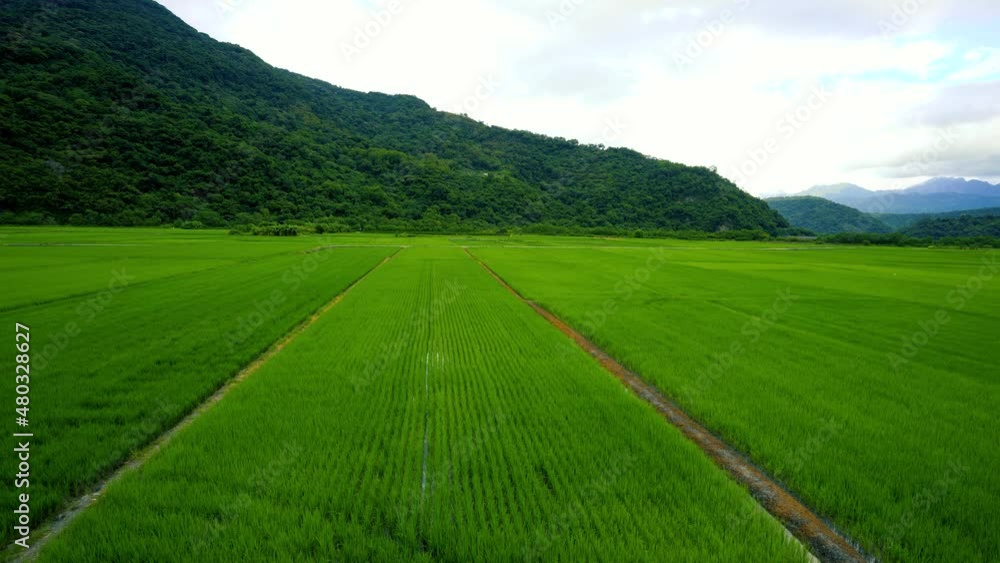 Green rice fields. Blue sky, white clouds, mountains are like idyllic ...