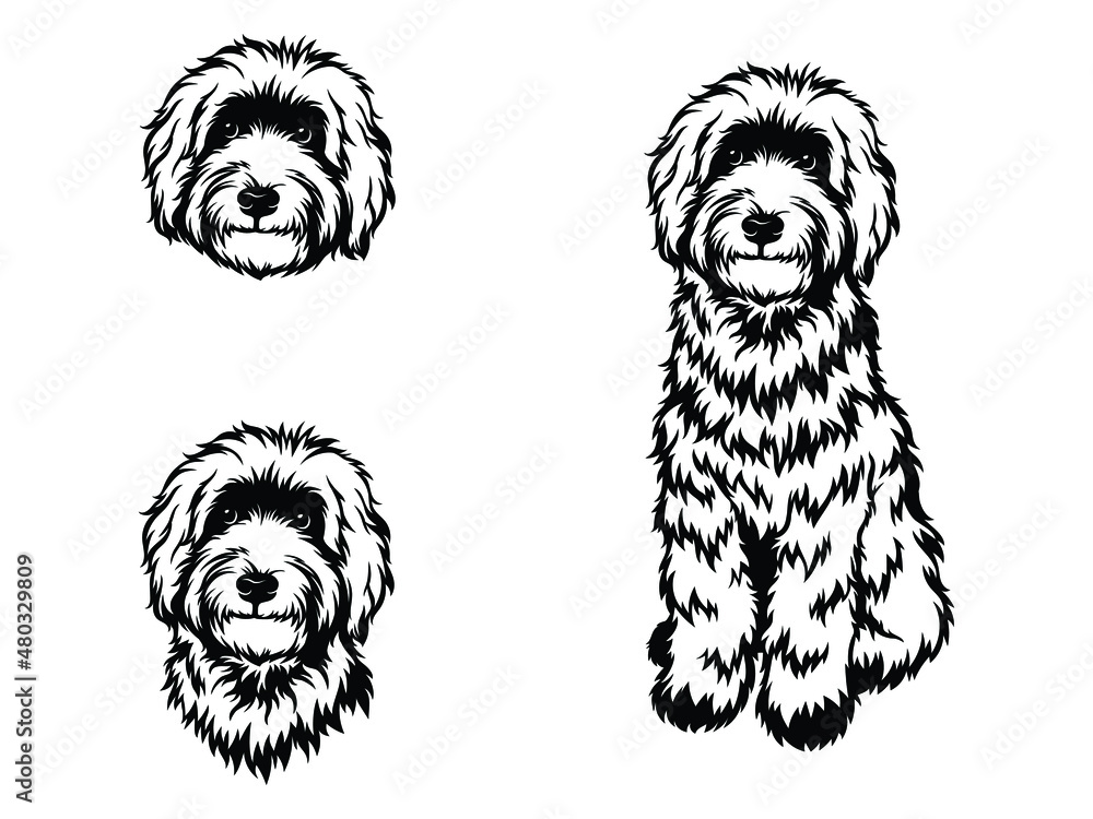 Set of dog breeds Goldendoodle. Collection of portraits fluffy ...
