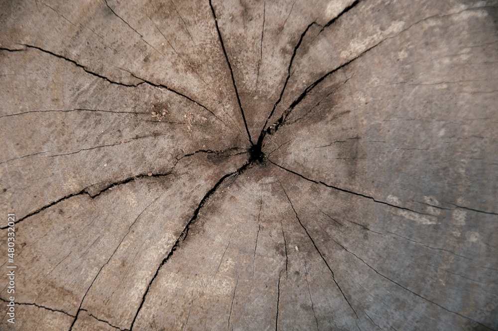 The old one cut the logs close-up. The texture of the log cut with ...