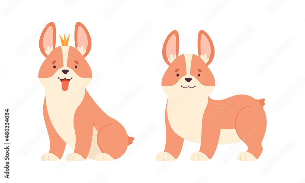Welsh Corgi with Short Legs and Brown Coat Sitting and Standing Vector ...