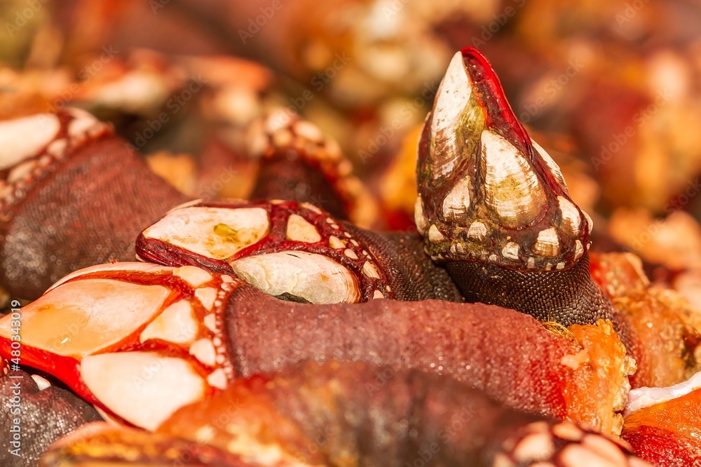 Barnacle (Pollicipes pollicipes) in bulk ready for sale, selective ...
