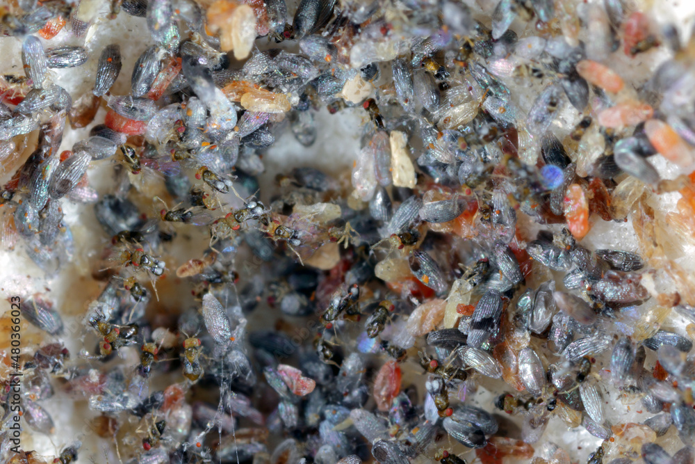 Trichogramma egg parasitoids are successfully used for biological ...