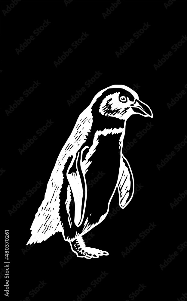 Graphical vector penguin on black isolated , bird of Antarctica and the ...