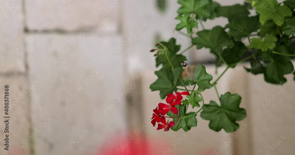 hawk moth collects nectar from red Pelargonium ivy. Pelargonium ivy in ...