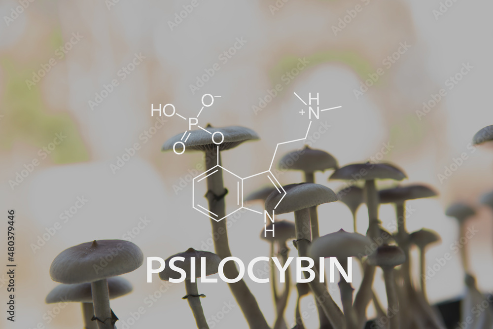 Psilocybin chemical formula mushroom. Psilocybin Mushroom. Close up ...