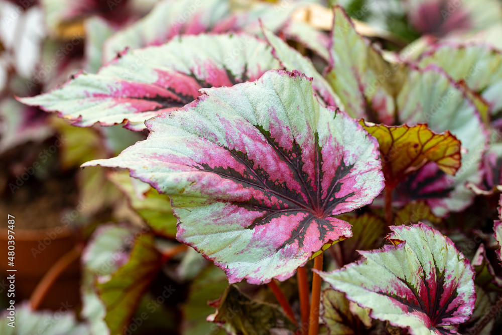 Begonia Beleaf “Evening Glow”. Begonia Beleaf is a beautiful plant with ...