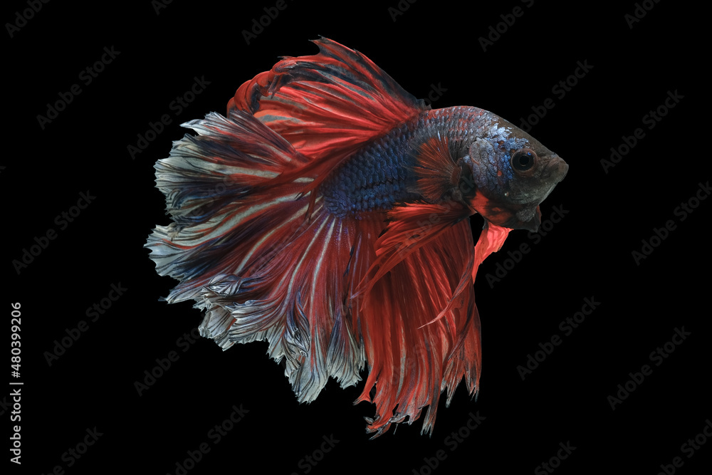 Rosetail betta fish, Fancy Halfmoon Betta, Betta splendens Pla-kad ...