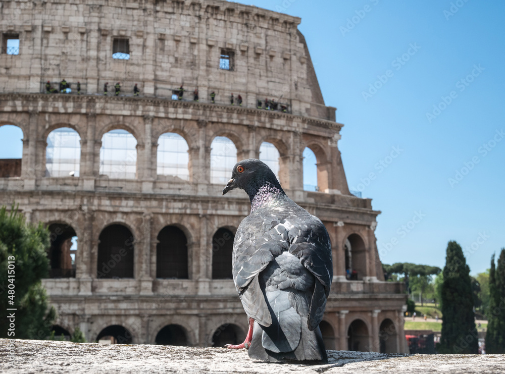 Pigeon in front of famous Colosseum (Flavian Amphitheatre) in Rome ...