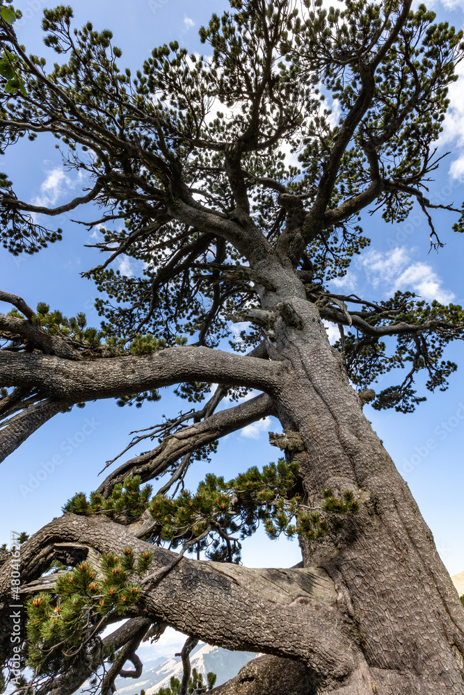 the majestic Pino Loricato (Bosnian pine) called Patriarca (patriarch ...