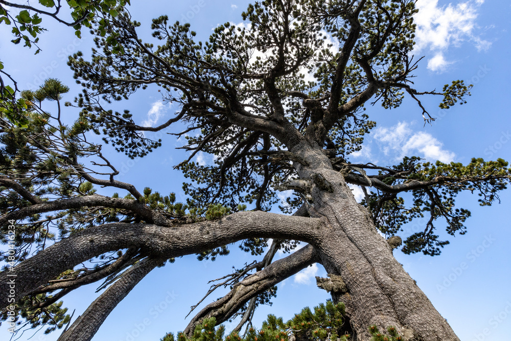 the majestic Pino Loricato (Bosnian pine) called Patriarca (patriarch ...