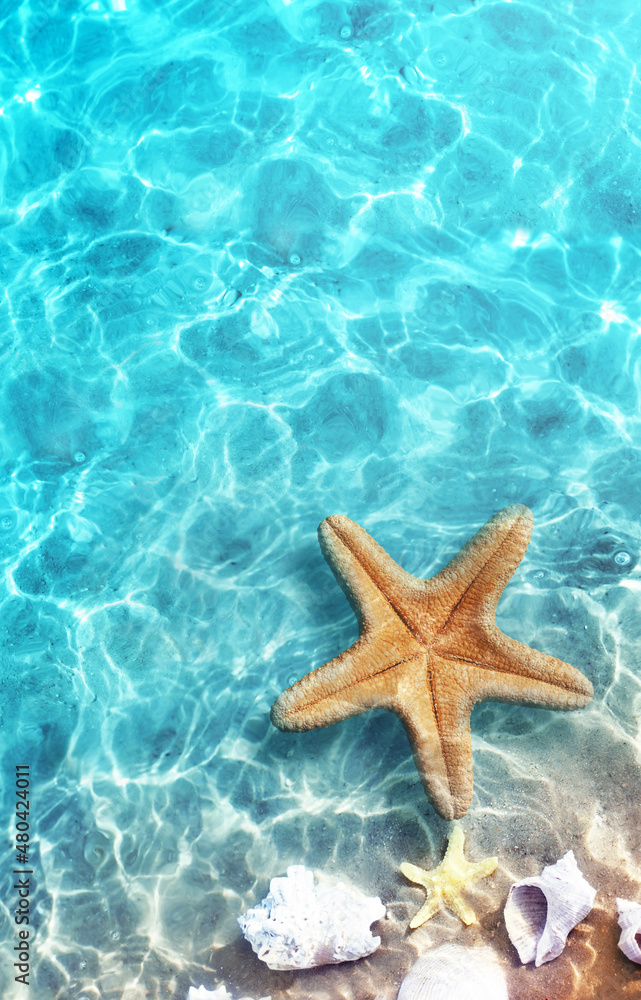 Starfish and seashell on the summer beach in sea water. Summer background. Stock Photo | Adobe Stock