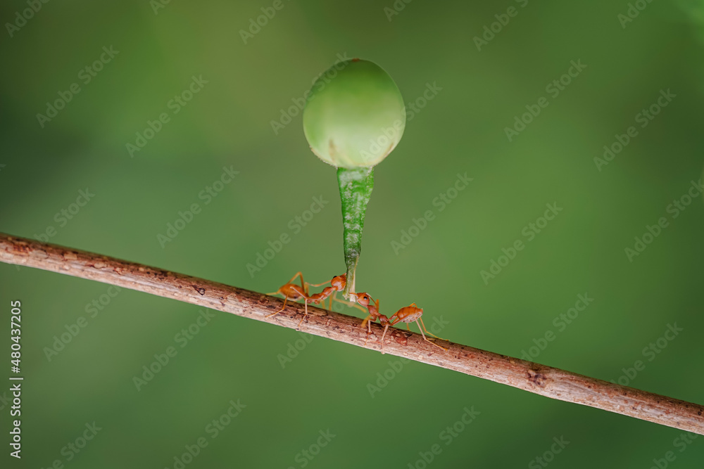 red ant action carrying cutleaf groundcherry, wild tomato, camapu, and ...