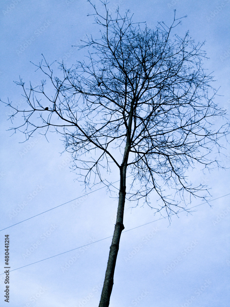 árbol seco, árido, sol calor, clima , cambio climático, sequia, árbol ...