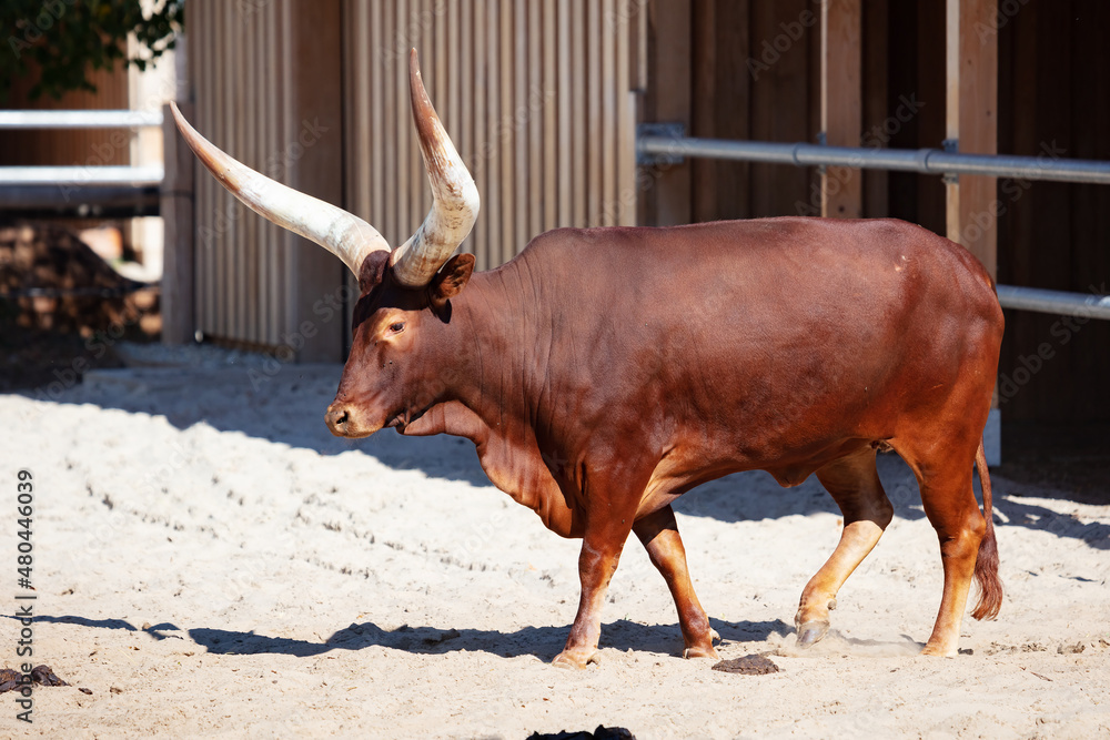 Watusi cattle. Mammal and mammals. Land world and fauna. Wildlife and ...