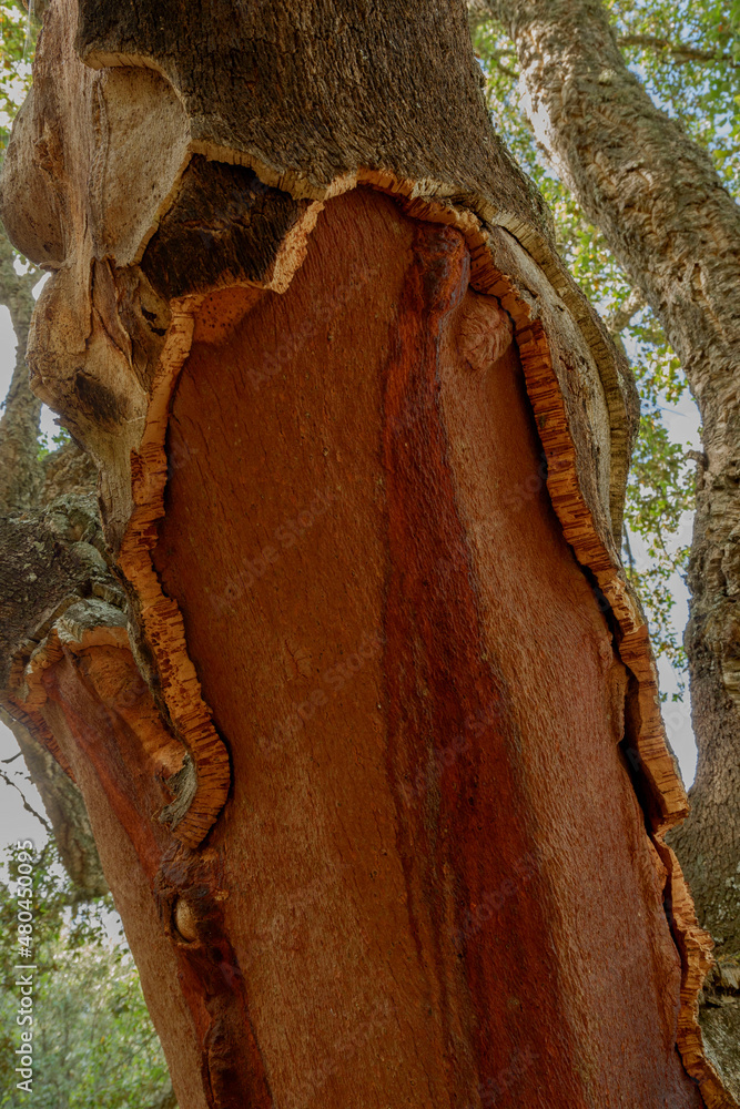 Alcornoques en parque nacional de Monfragüe con la corteza de corcho ...