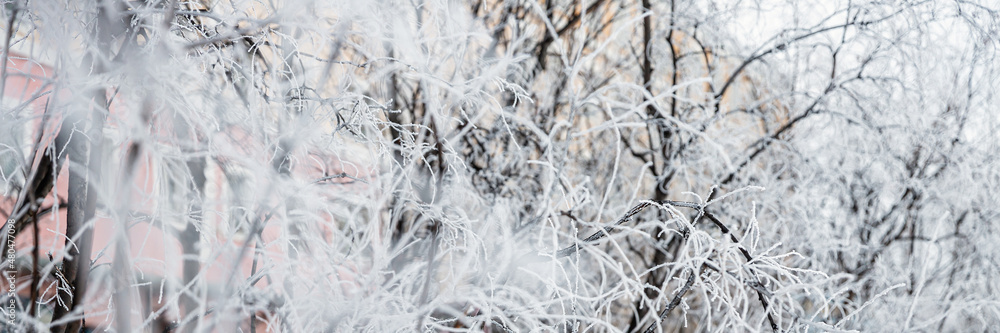 Snow and rime ice on the branches of bushes. Beautiful winter ...