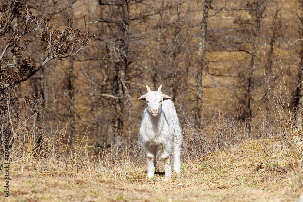 Small goat in highlands or mountains in Karakol Ethno-natural Park Uch ...