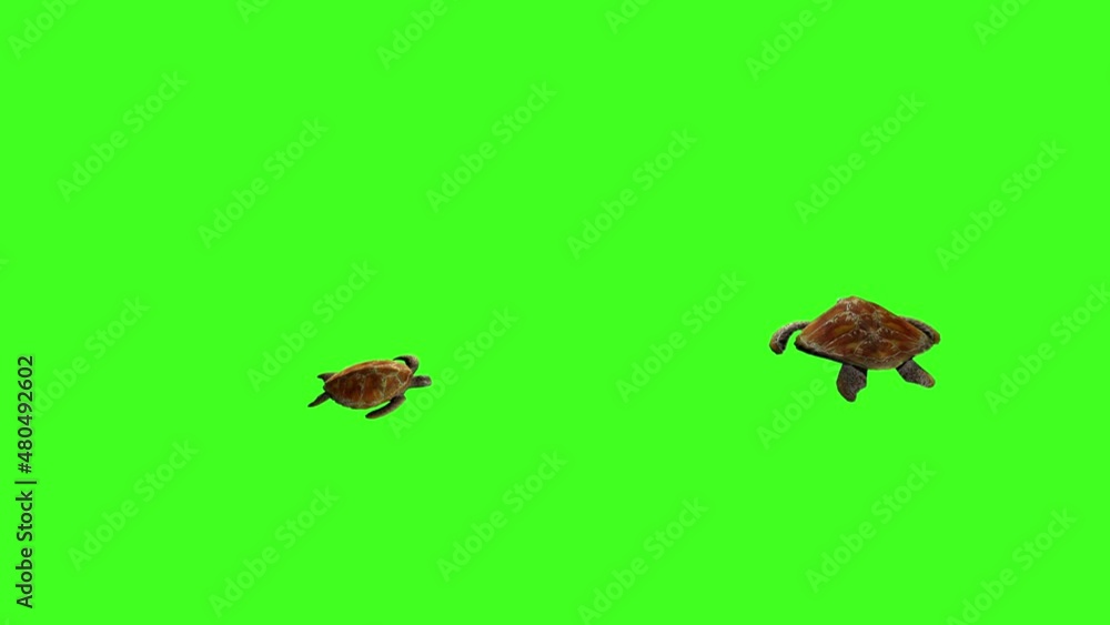 TORTOISE green screen footage, Sea Turtle, 3D animation, Swim, Ocean ...