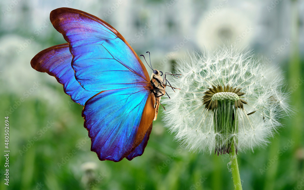 Real Blue Butterfly On Flower