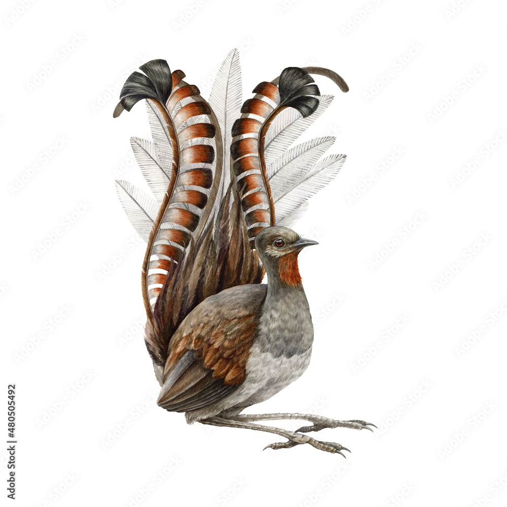 Lyrebird watercolor illustration. Realistic lyre bird. Australia ...