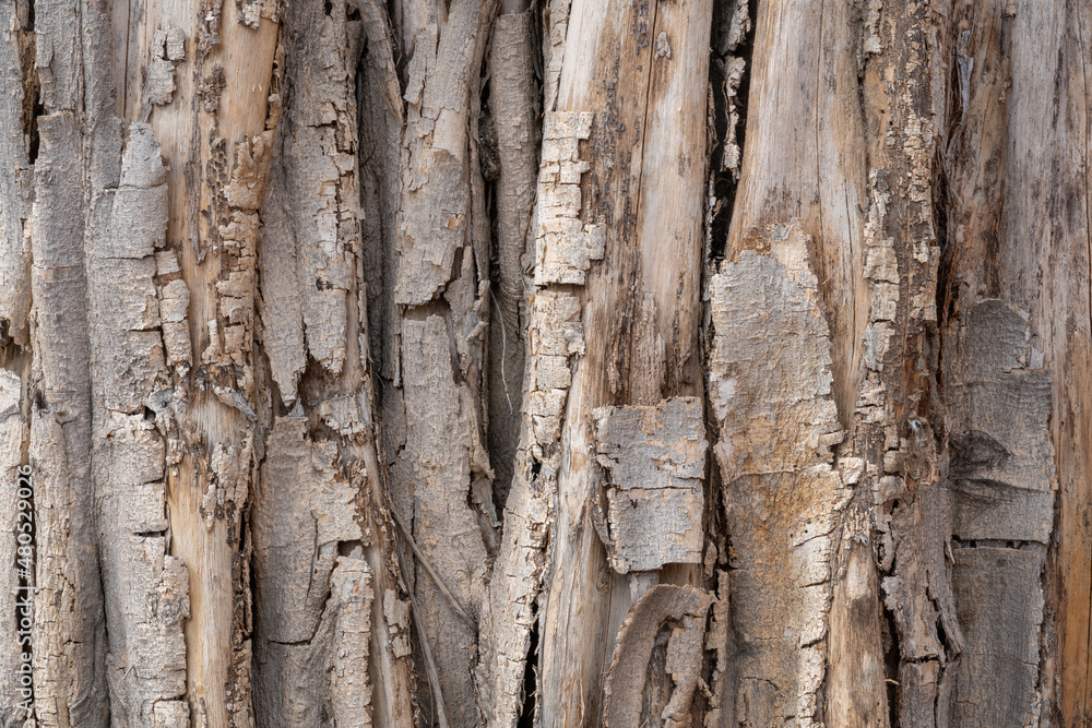Graphic texture of the bark on the trunk of a dead ficus religiosa aka ...