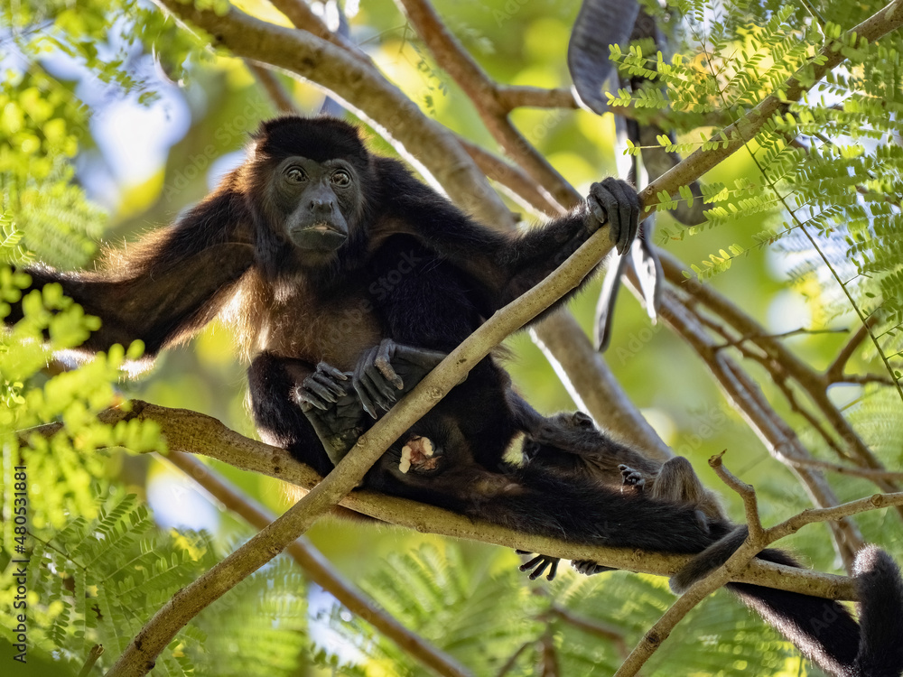 Howling Monkey, Alouatta palliata, sits high in the branches and ...